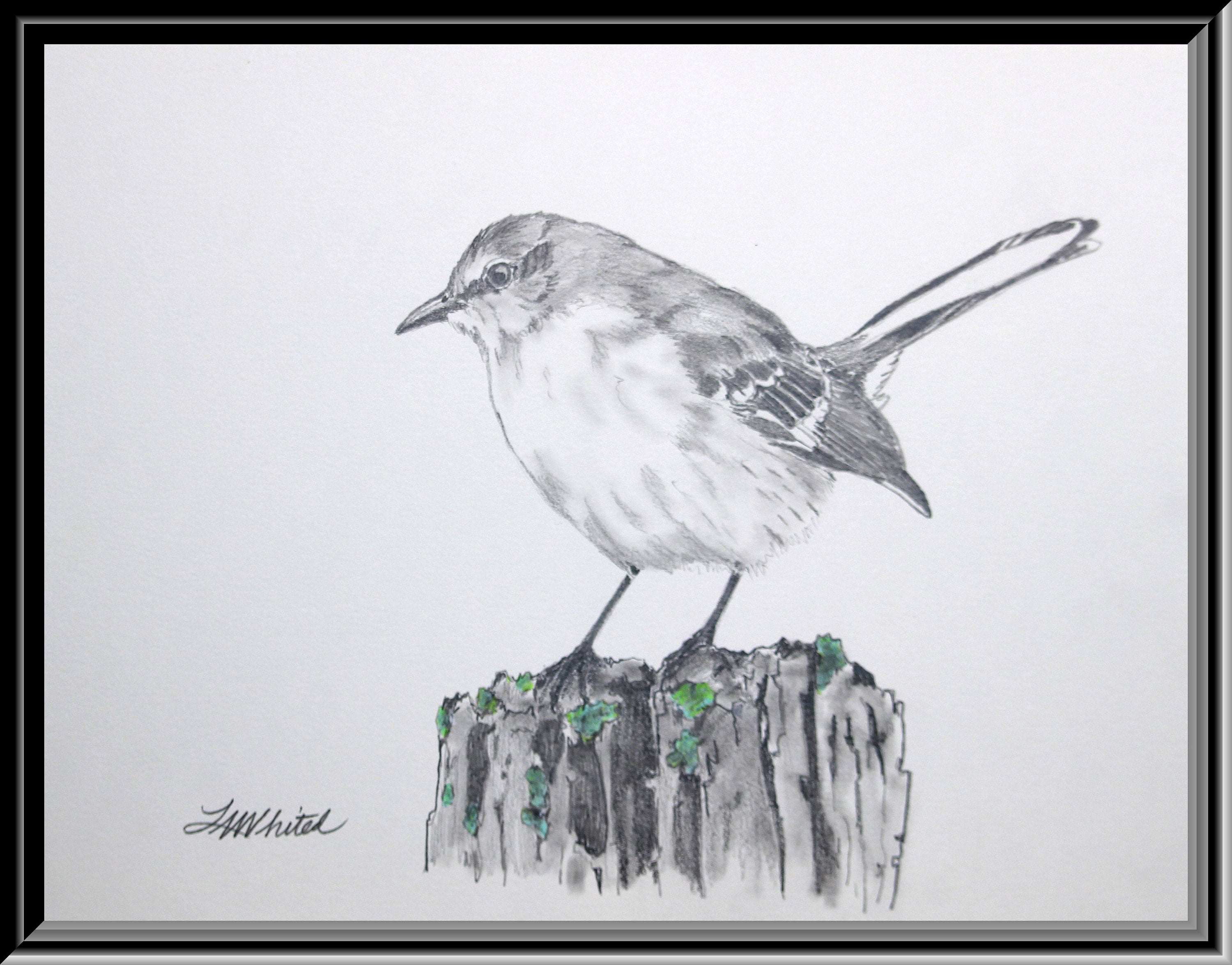 Mockingbird Drawing