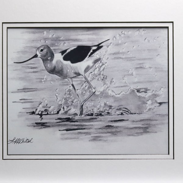 American Avocet - Etsy