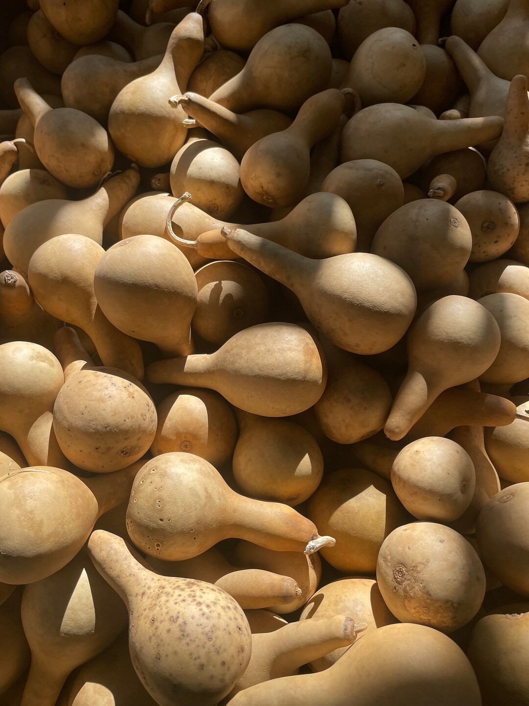 Box of 25 Mini Dipper Gourds Craft Ready Cleaned - Etsy