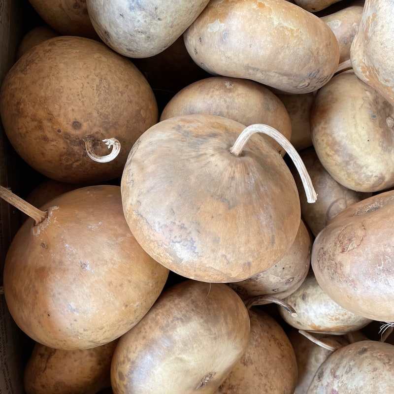 Gourd Craft - Etsy