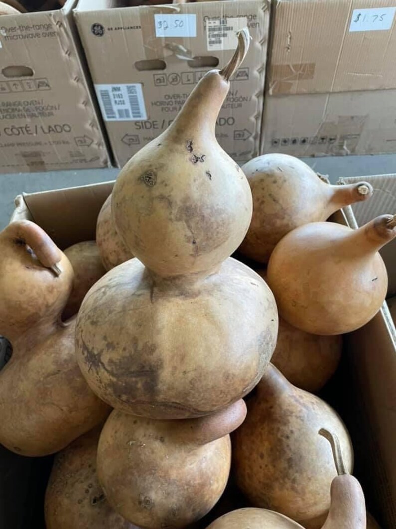 Craft Ready Cleaned Raw Mexican Water Bottle Gourd 8 inch | Etsy