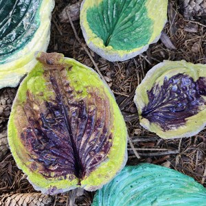 5 Handcrafted and Painted Hosta Leaves - Etsy