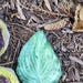 5 Handcrafted and Painted Hosta Leaves - Etsy