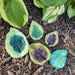 5 Handcrafted and Painted Hosta Leaves - Etsy