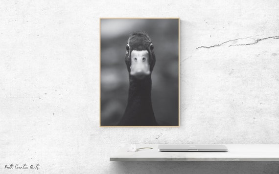 Duck Prints Posters Canvas Duck Wall Art Decor Wildlife | Etsy