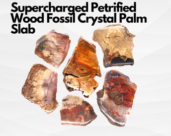 Petrified Palm Wood Slab - Etsy