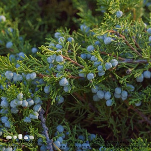 Supercharged Juniper Ash for Protection and Banishing Ritual Work ...