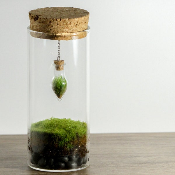 Desktop Terrarium - Etsy
