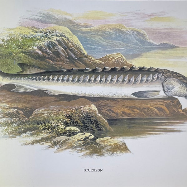 Sturgeon Fish Art - Etsy