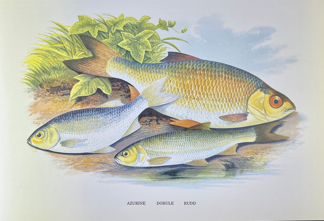 Vintage FISH PRINT - 1981 - Art Book Plate - Antique Painted in 1879 ...