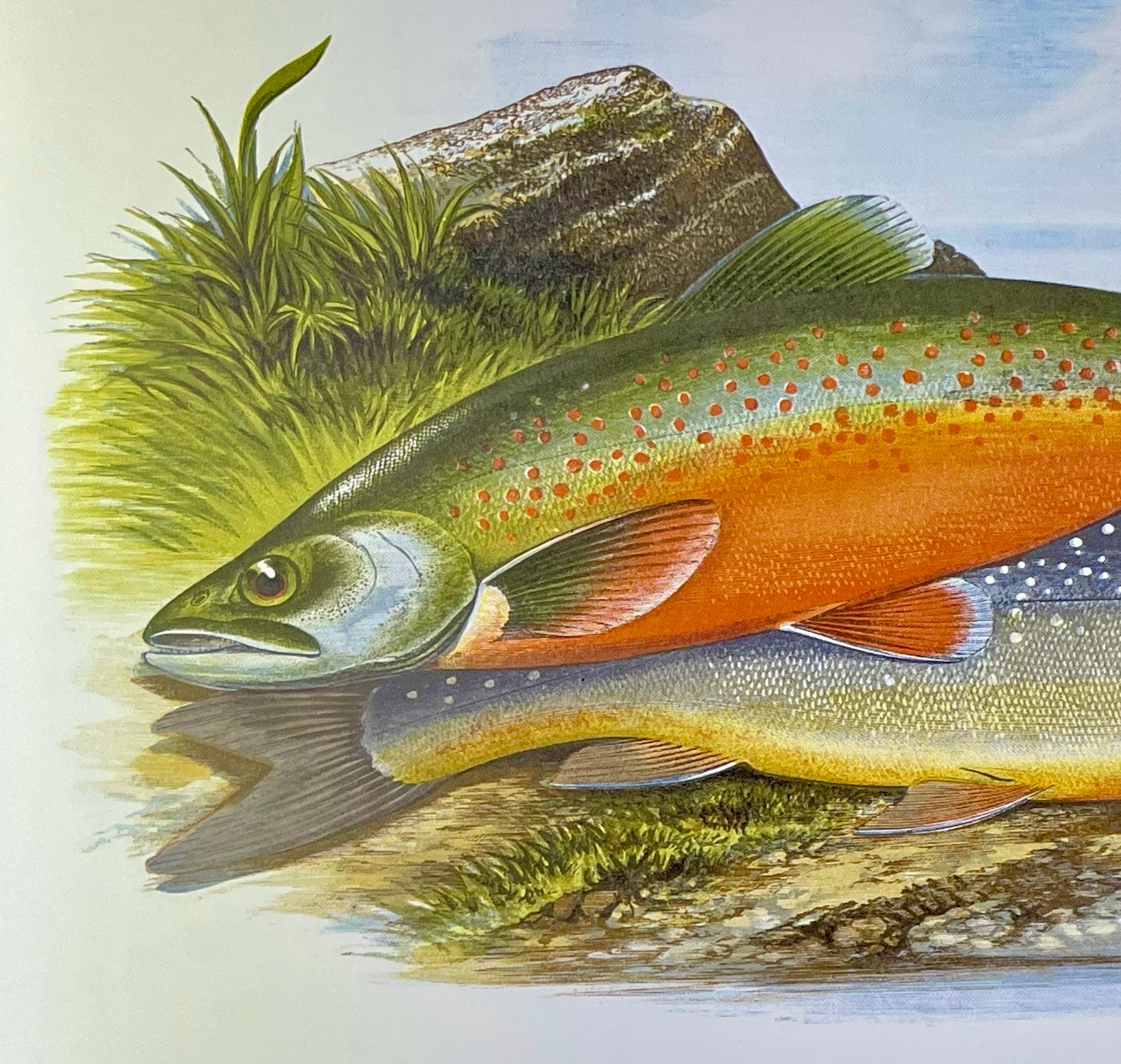 Vintage FISH PRINT - 1981 - Art Book Plate - Antique Painted in 1879 ...