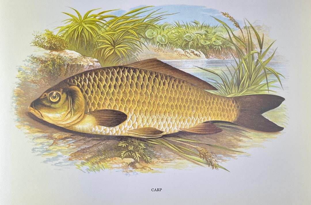 Vintage FISH PRINT - 1981 - Art Book Plate - Antique Painted in 1879 ...