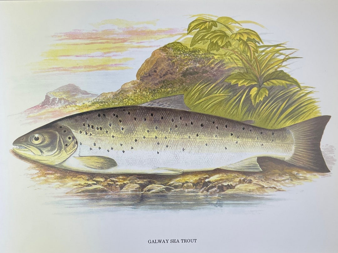Vintage FISH PRINT - 1981 - Art Book Plate - Antique Painted in 1879 ...