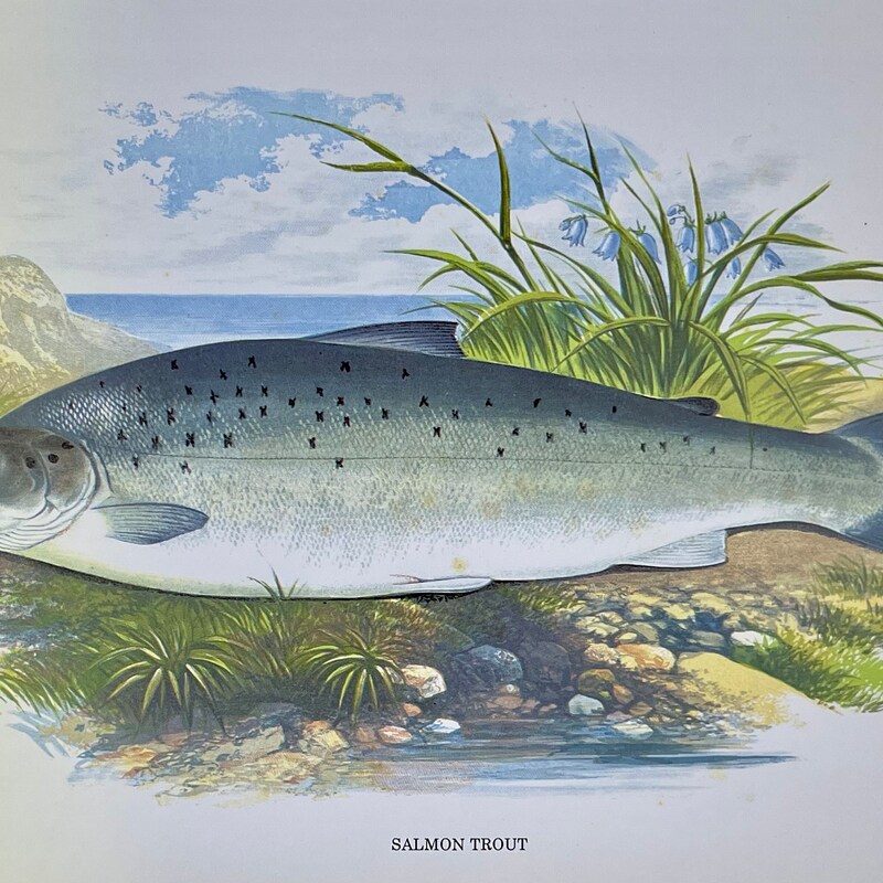Antique Fish Print - Etsy