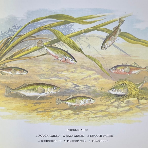 Stickleback - Etsy