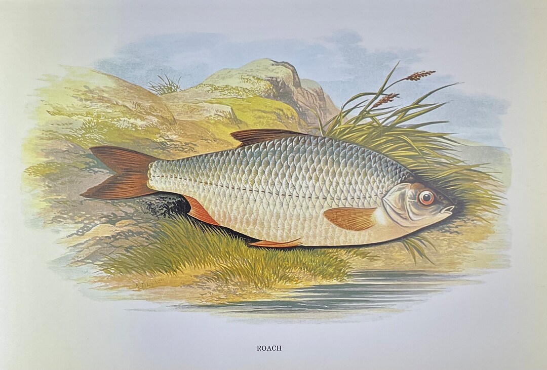 Vintage FISH PRINT - 1981 - Art Book Plate - Antique Painted in 1879 ...