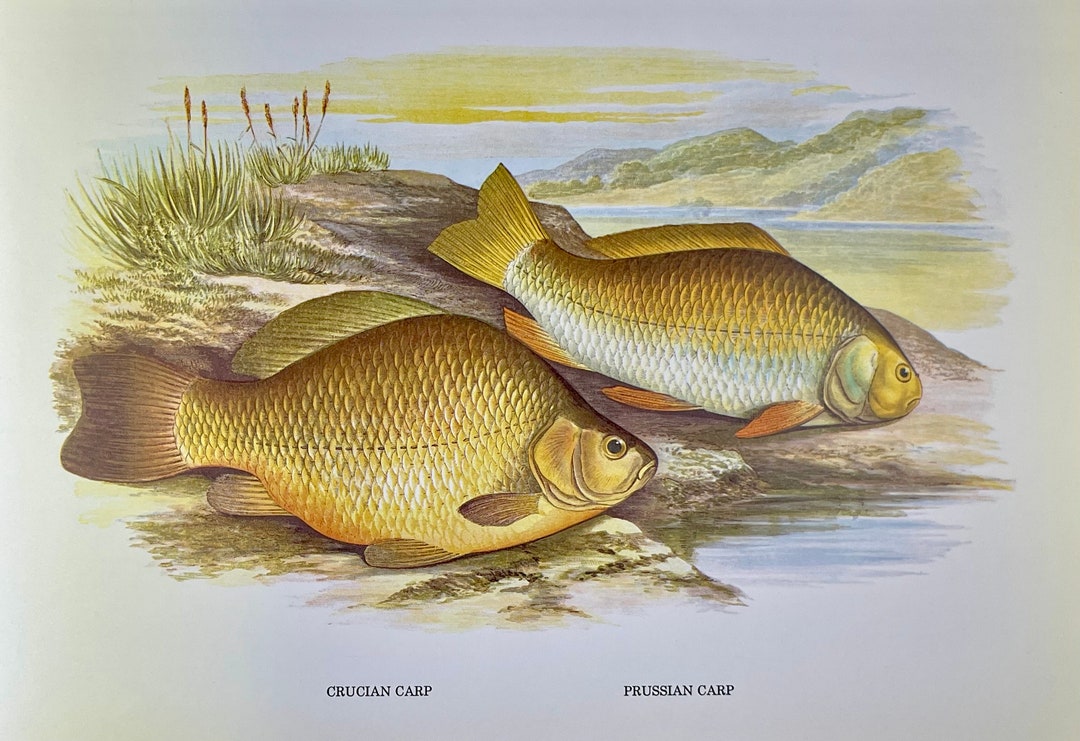Vintage FISH PRINT - 1981 - Art Book Plate - Antique Painted in 1879 ...