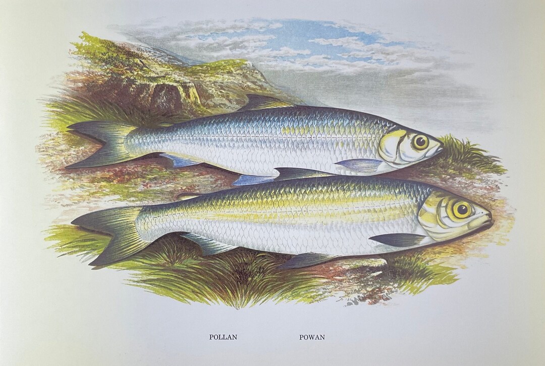 Vintage FISH PRINT - 1981 - Art Book Plate - Antique Painted in 1879 ...