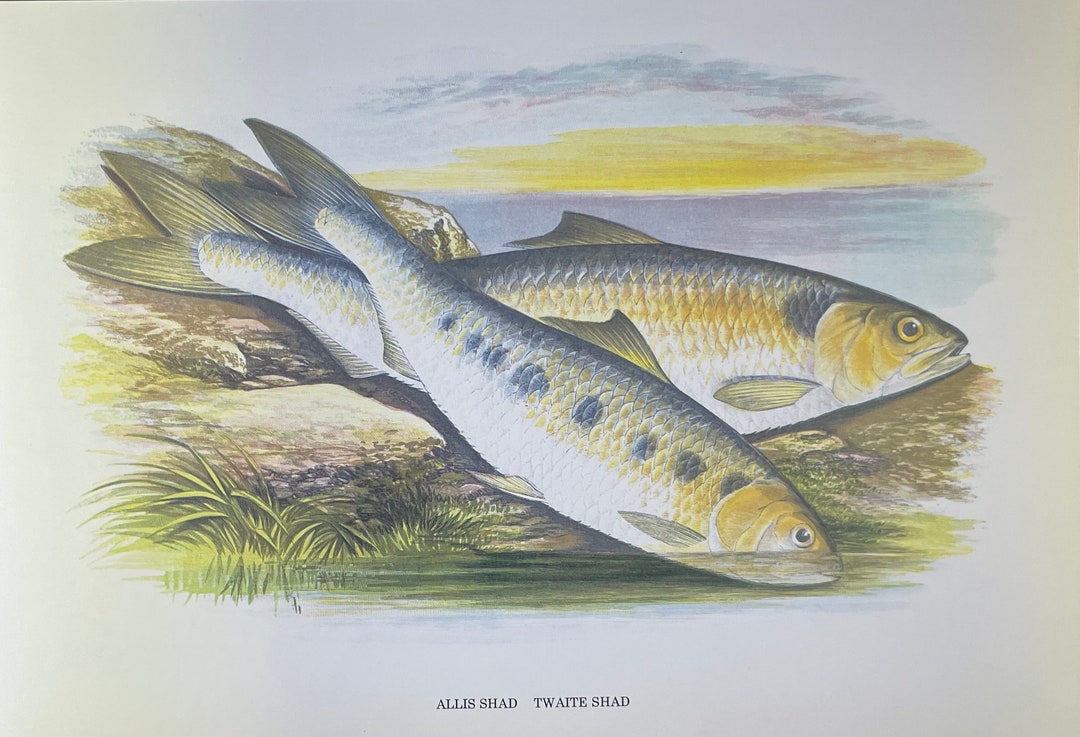 Vintage FISH PRINT - 1981 - Art Book Plate - Antique Painted in 1879 ...