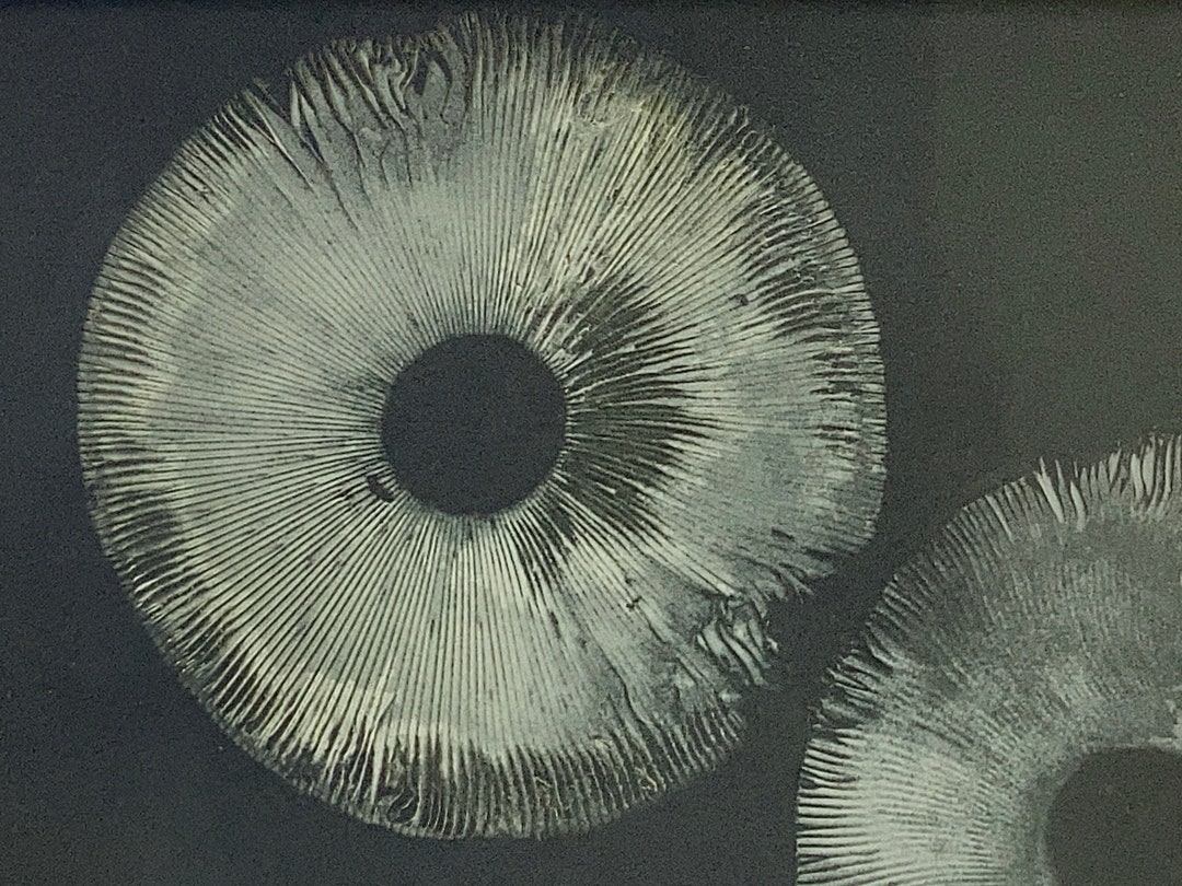 Mushroom Spore Prints: Fly Amanita, Aka Fly Agaric, Aka Toadstool Mushrooms amanita Muscaria - Etsy