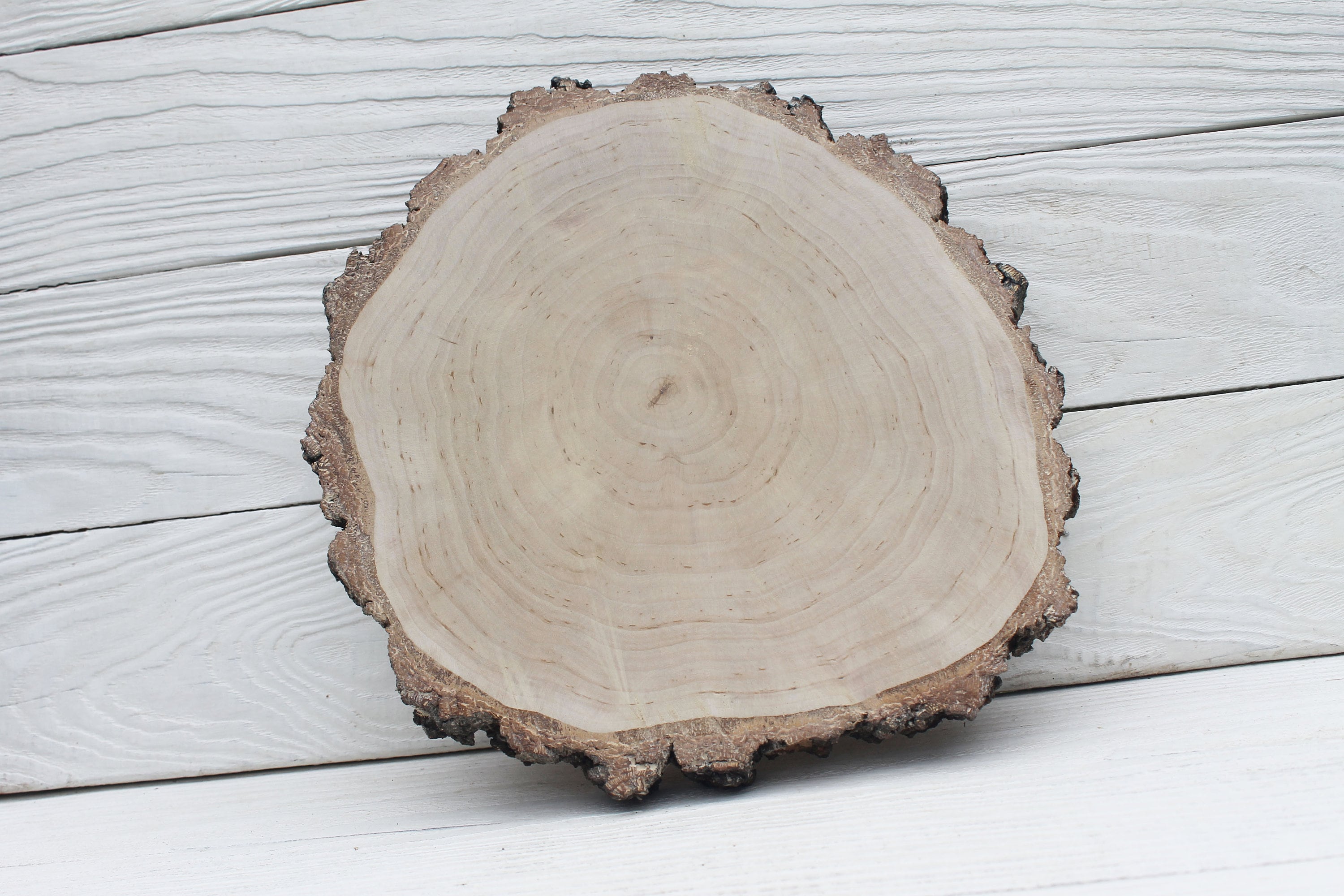 Wood Slices for Centerpieces Large Birch Slice Wood Rounds for - Etsy