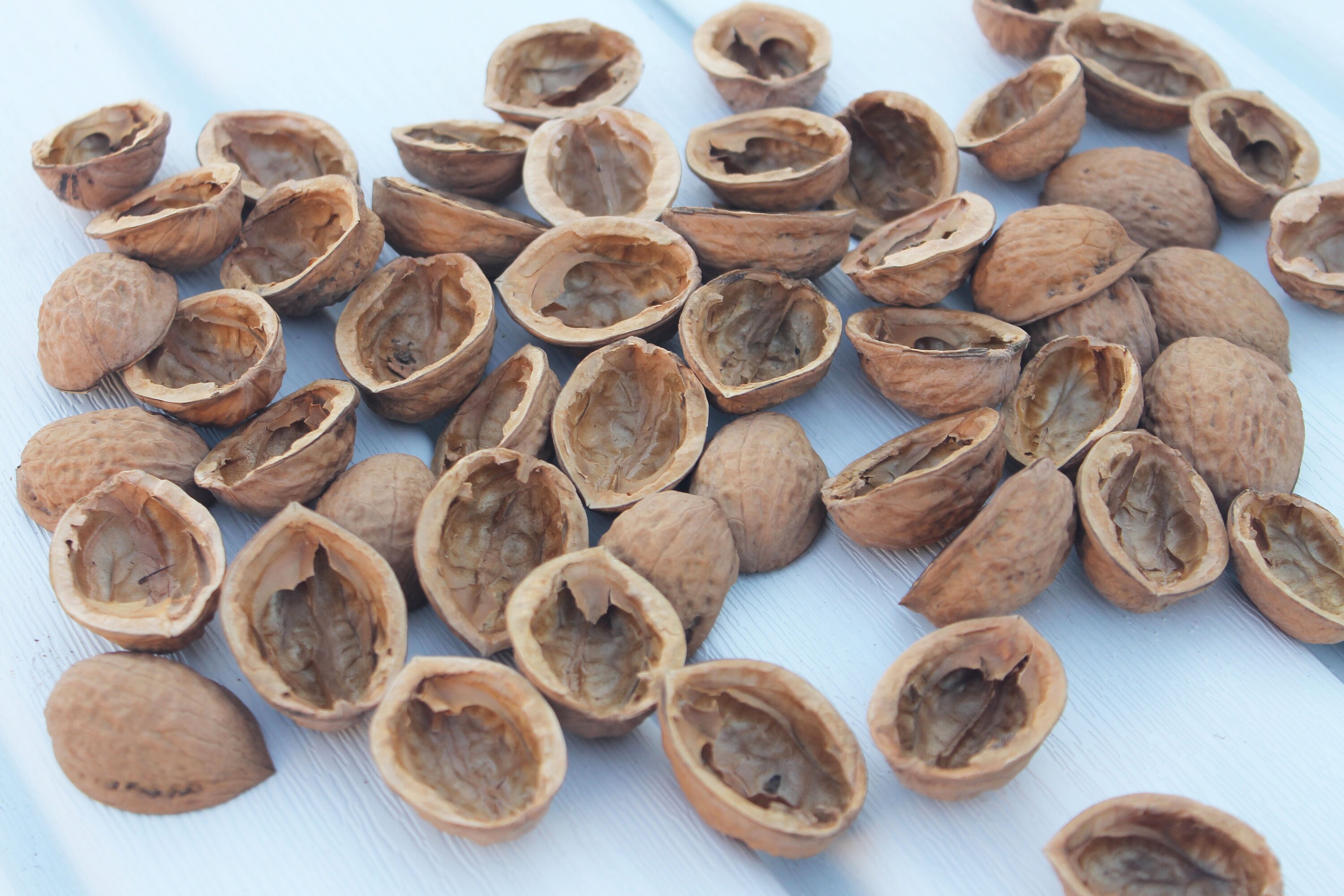 100 Walnut Halves Natural Walnut Shell for Decor - Etsy