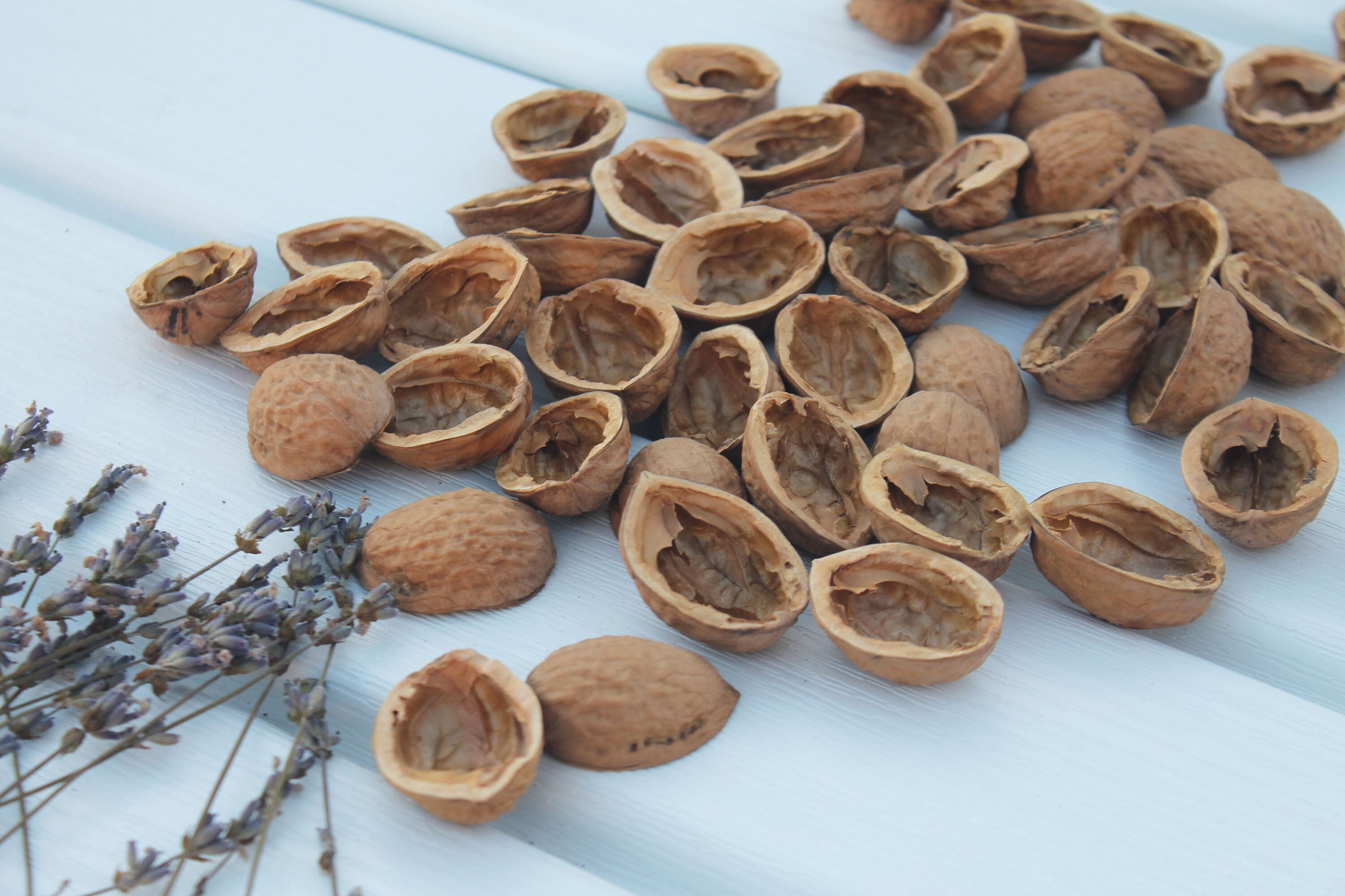 100 Walnut Halves Natural Walnut Shell for Decor - Etsy