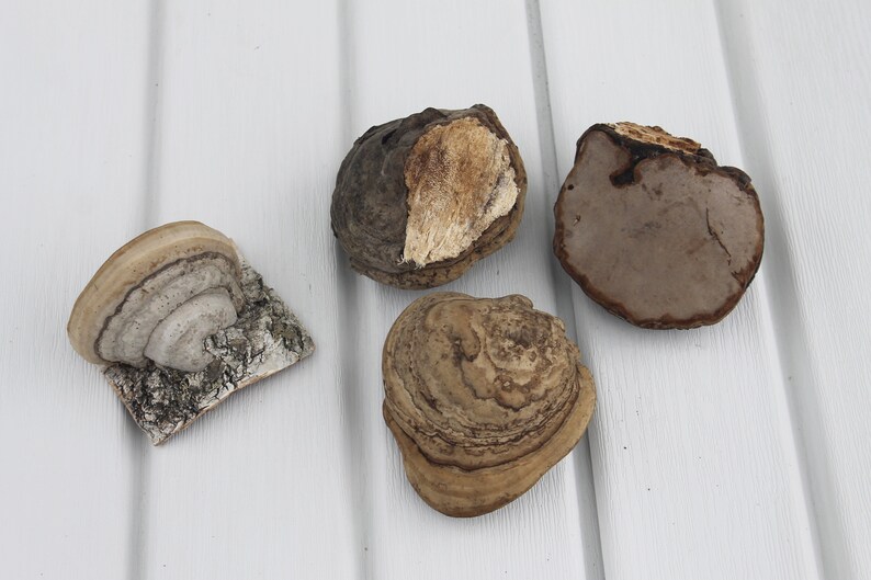 Real Mushrooms for Crafts Fungus Decor Garden - Etsy