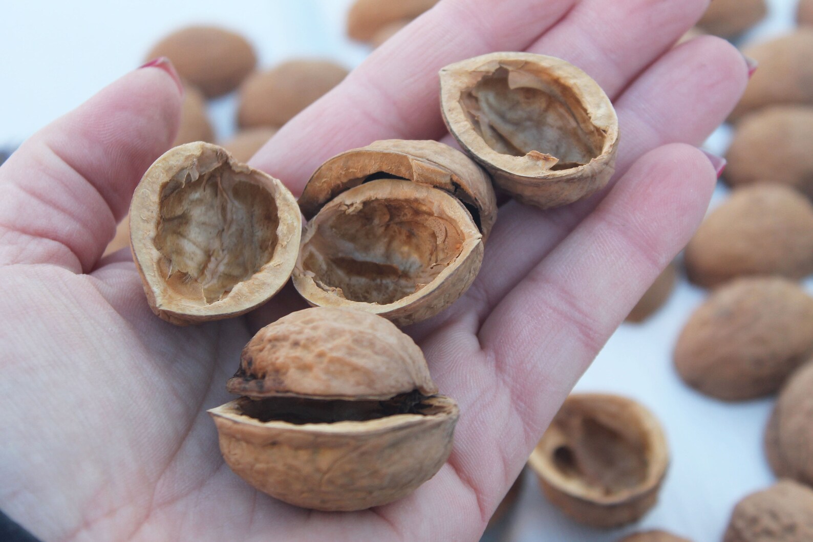 100 Walnut Halves Natural Walnut Shell for Decor - Etsy