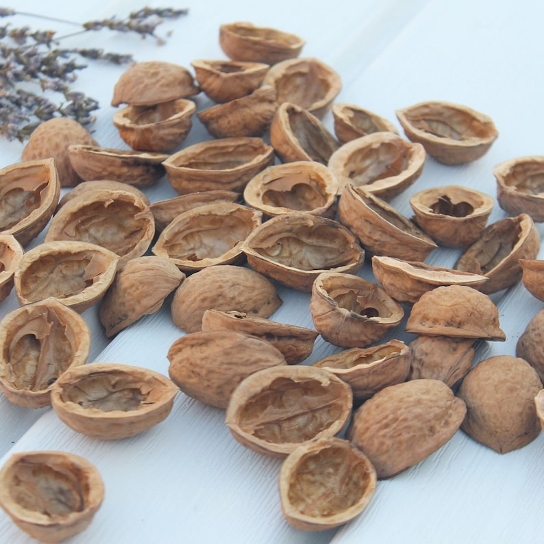 100 Walnut Halves Natural Walnut Shell for Decor - Etsy