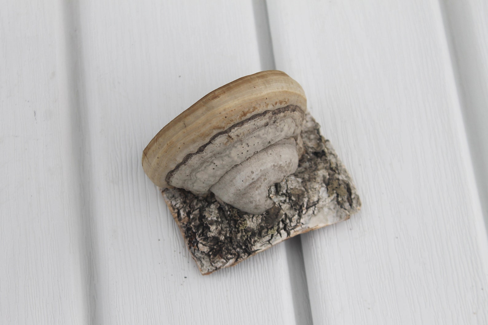 Real Mushrooms for Crafts Fungus Decor Garden - Etsy