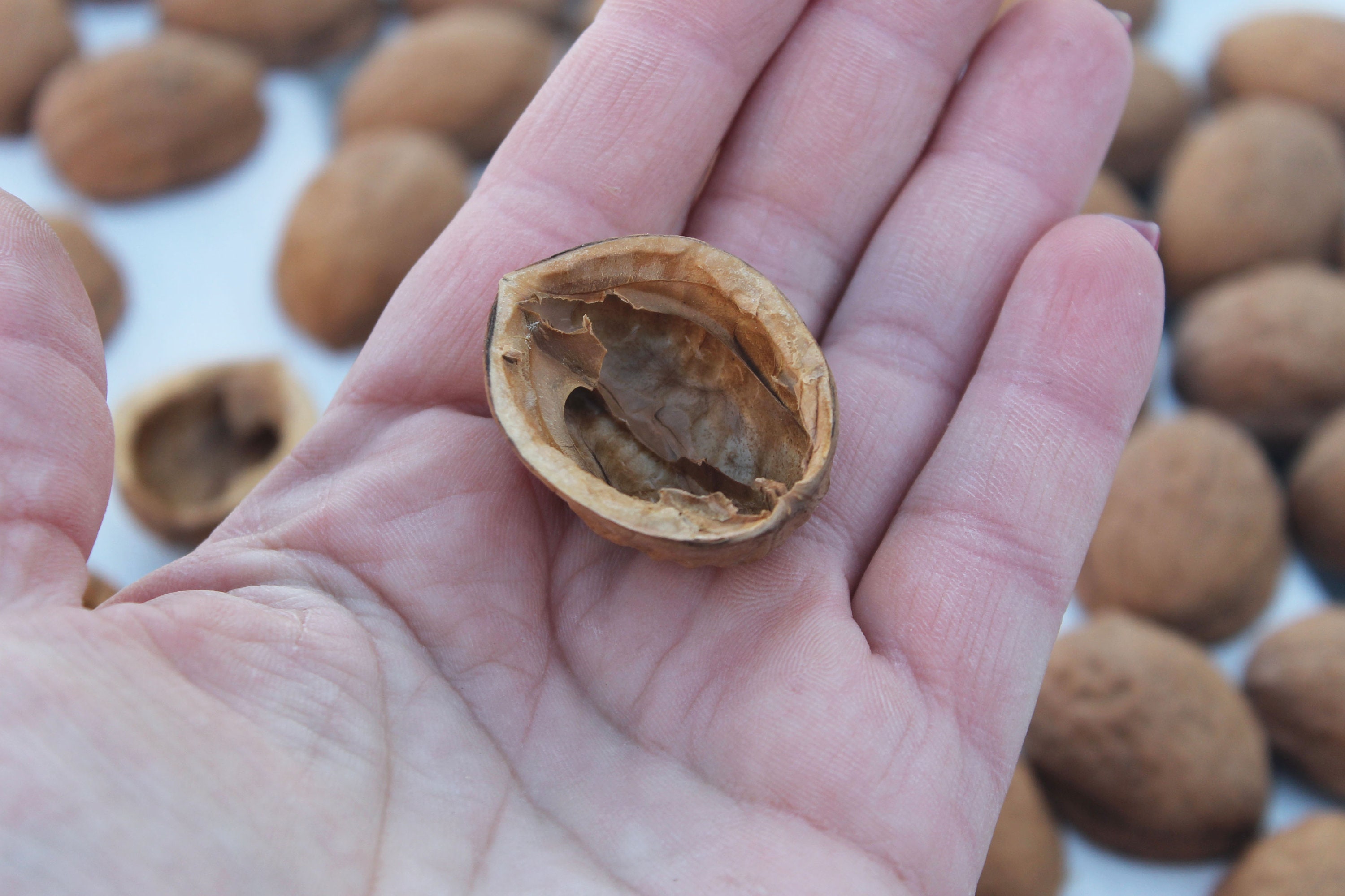 100 Walnut Halves Natural Walnut Shell for Decor - Etsy