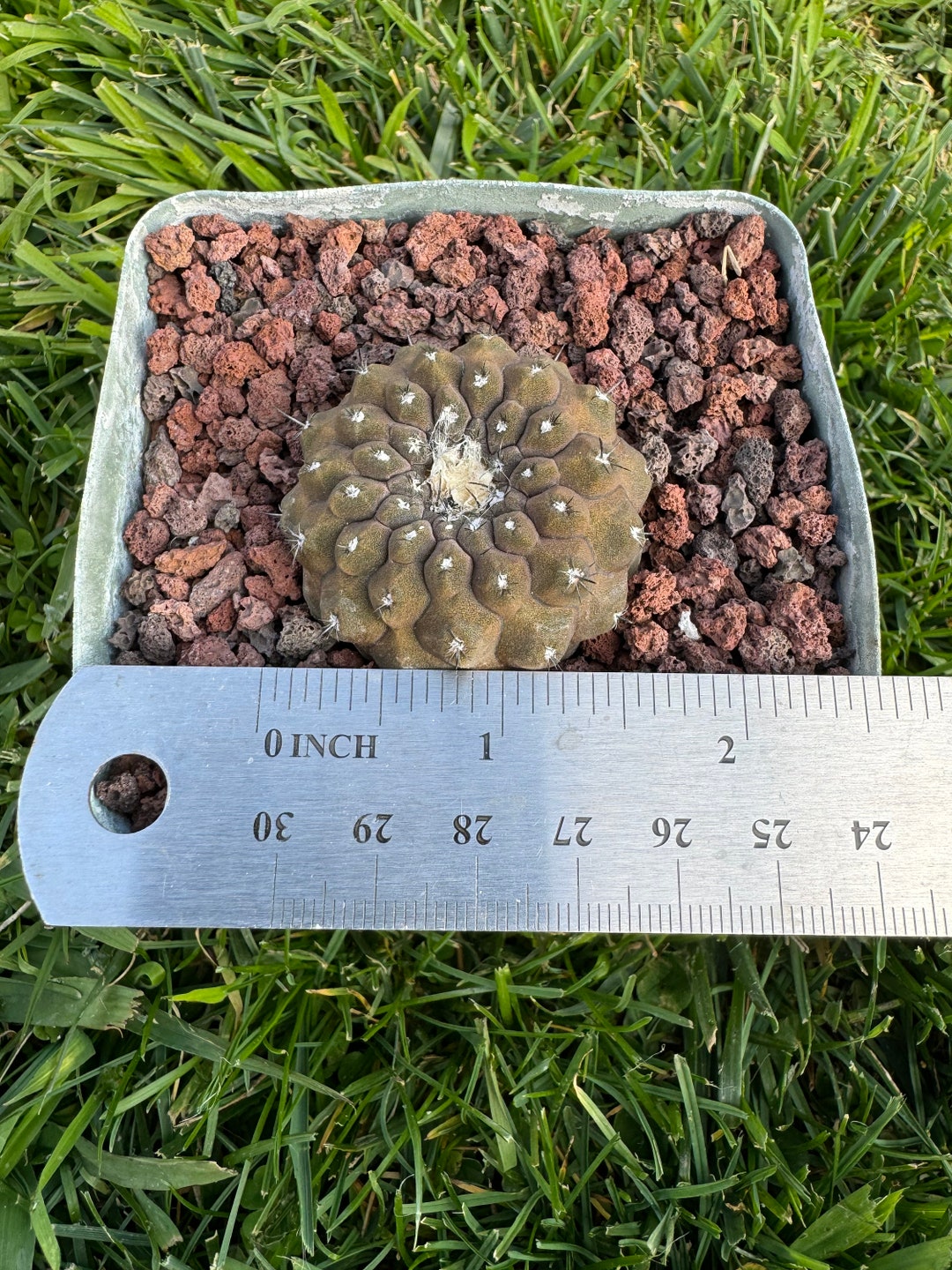 Copiapoa Hypogea - Etsy