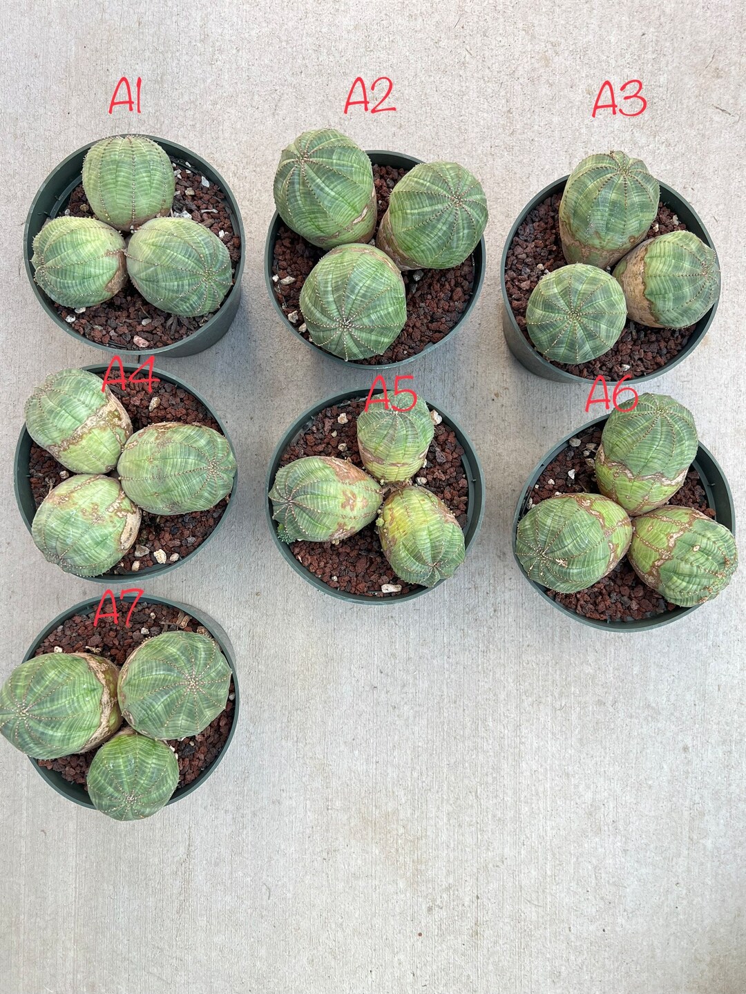 Euphorbia Obesa Cluster - Etsy