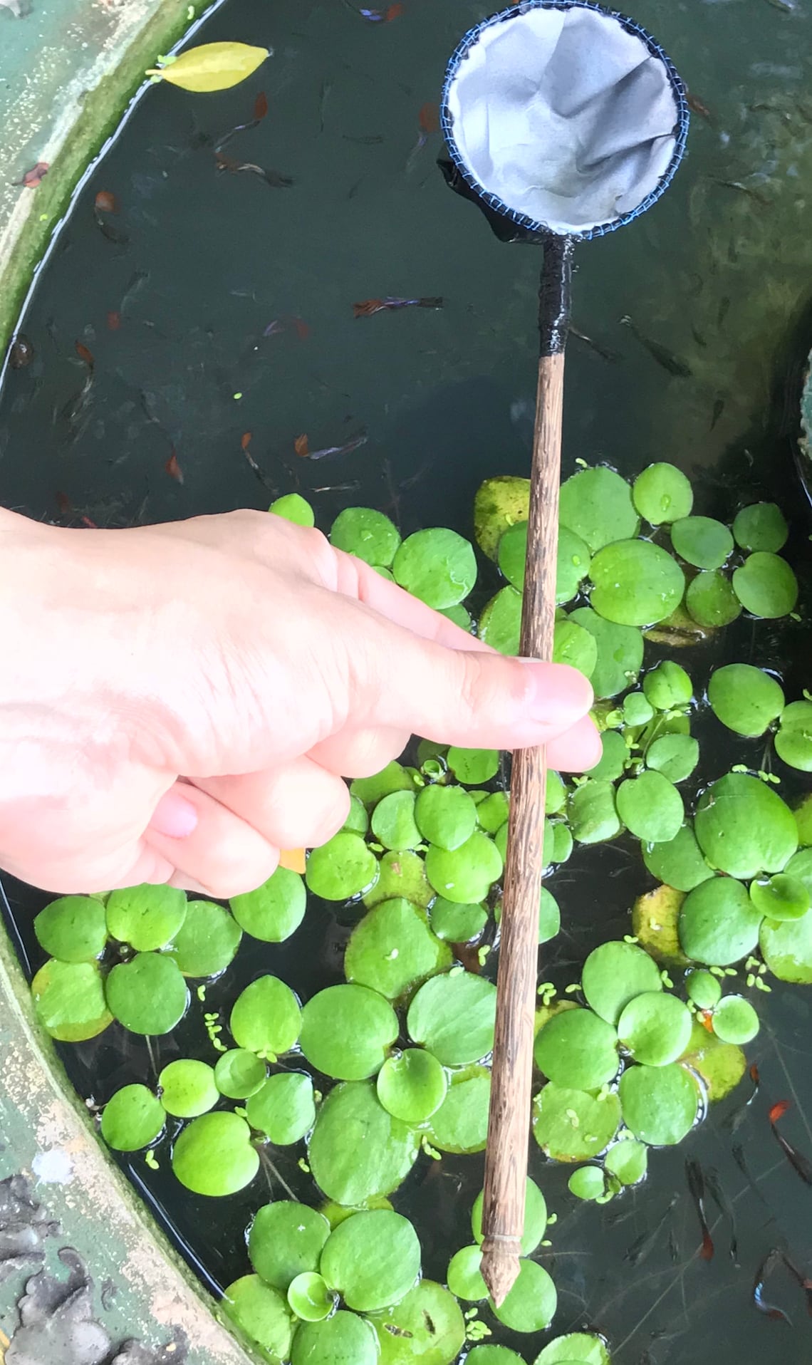 Handcrafted Betta Guppies Natural Wood Fish Net Handmade - Etsy