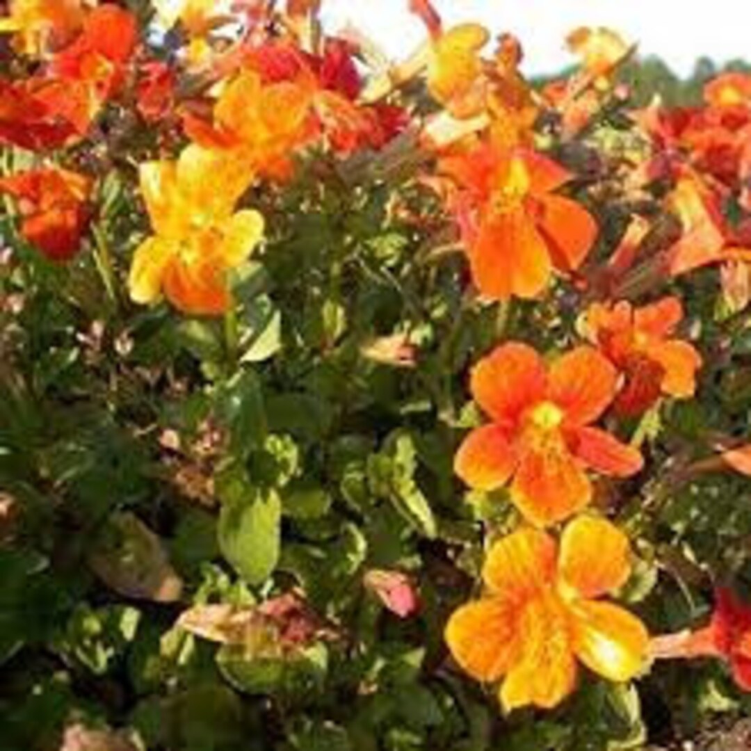 50 Semillas Naranja Mimulus Flower Seeds-Angel Tiger Eye Flower Mimulus Hybridus-Twinkle Orange ...