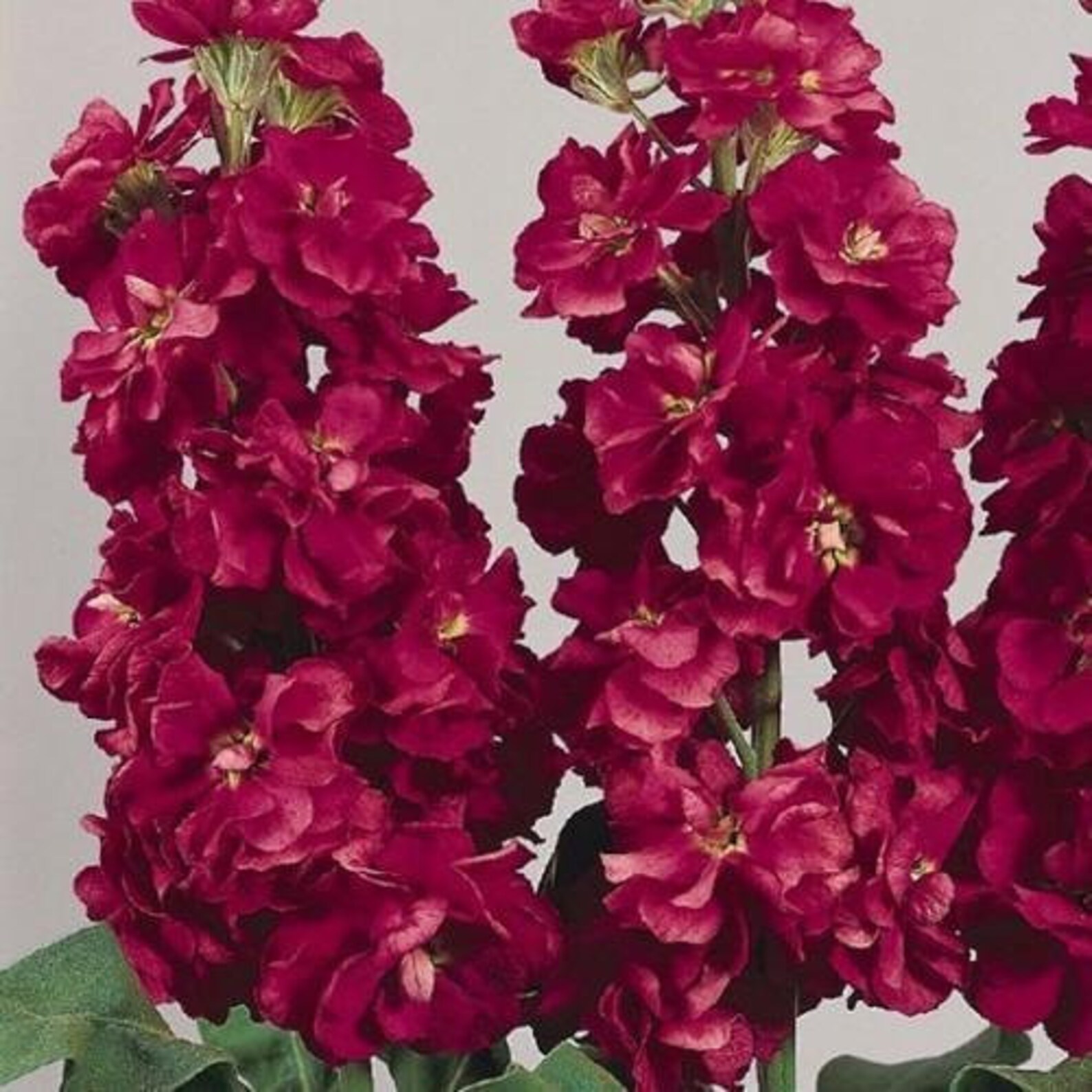 50 Seeds-deep Rose Stock Flower Seeds-pv446-matthiola Incana - Etsy Canada