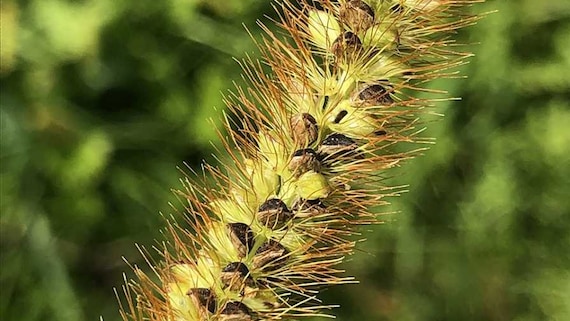 Green Foxtail Seed