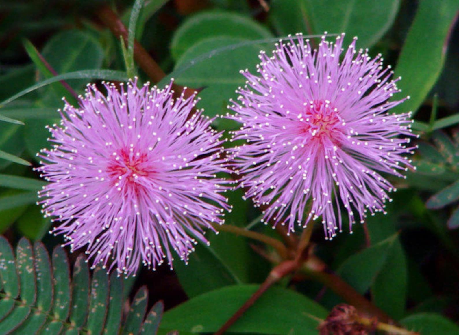25 Seeds Sensitive Plant Seeds Touch Me Not-Sleeping | Etsy