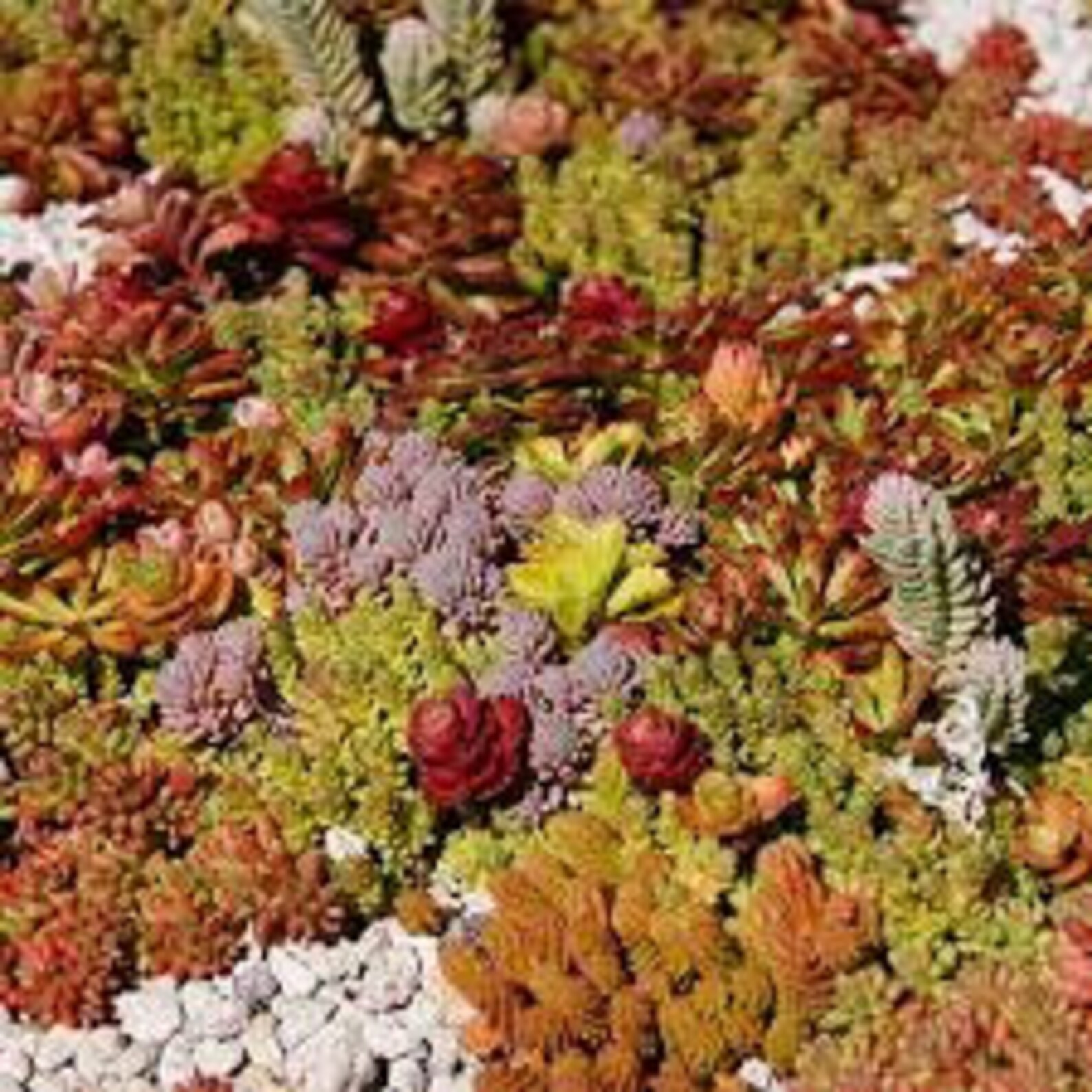 50 Seeds Sedum Mix SeedsQ079 Excellent Drought Tolerant | Etsy