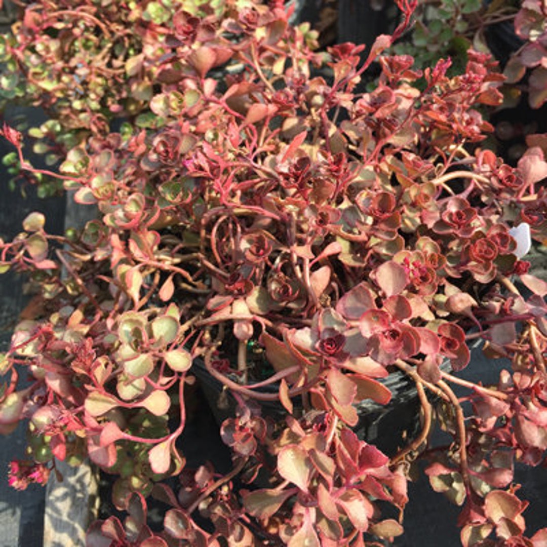 50 Semillas- Spurium Voodoo Sedum Seeds-Fireglow Sedum--Glow sedum ...
