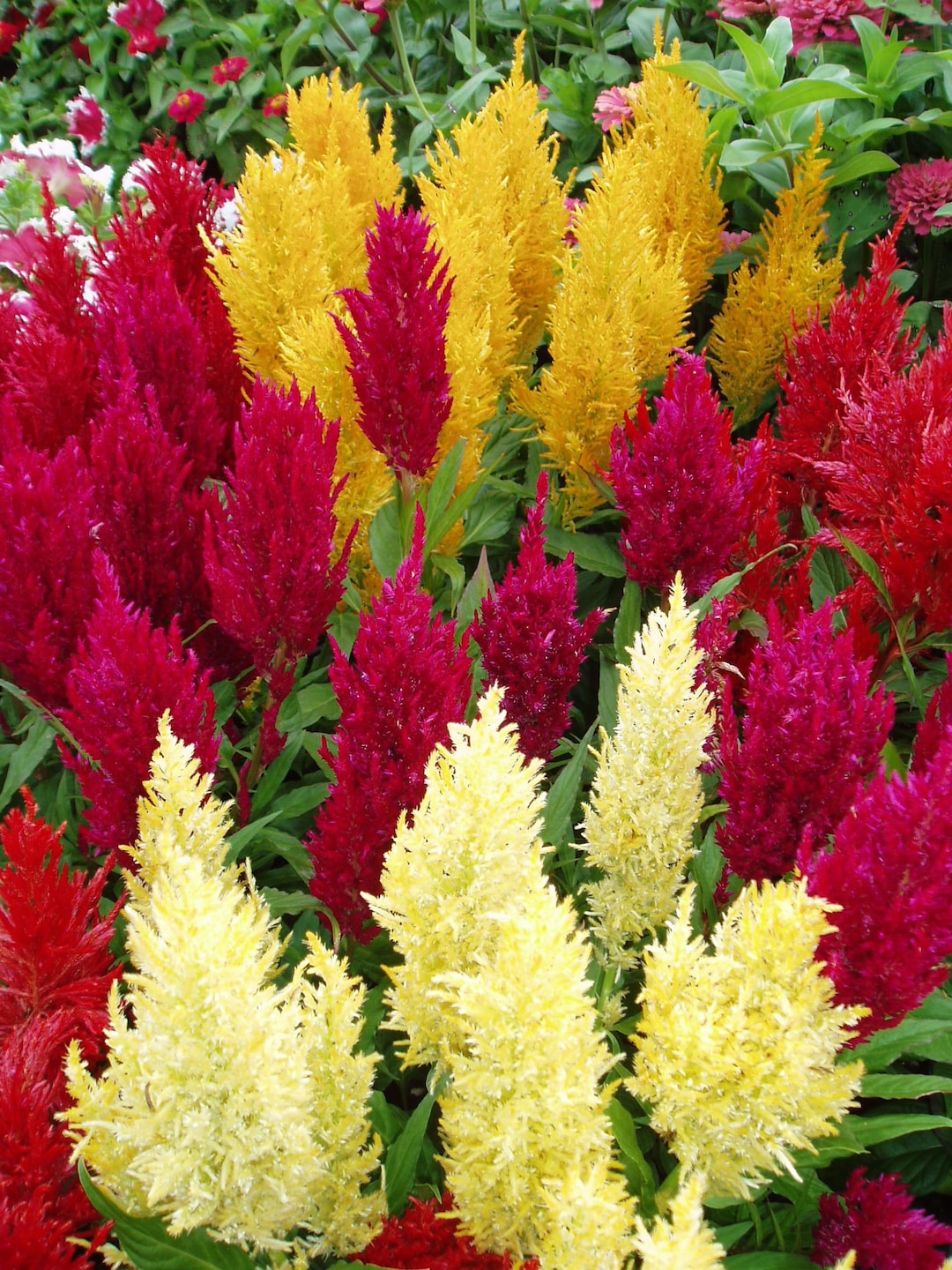 100 Seeds-celosia Plumosa Seeds- Plumosa Argentia-plumed Cockscomb ...