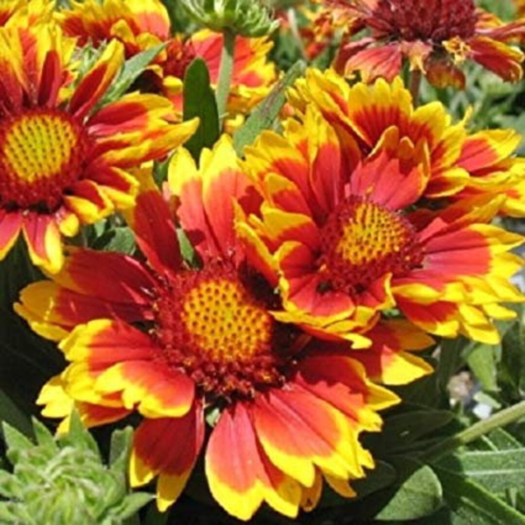 100 Zaden- Gaillardia Aristata Mix Flower Seeds-Carefree en Droogte ...