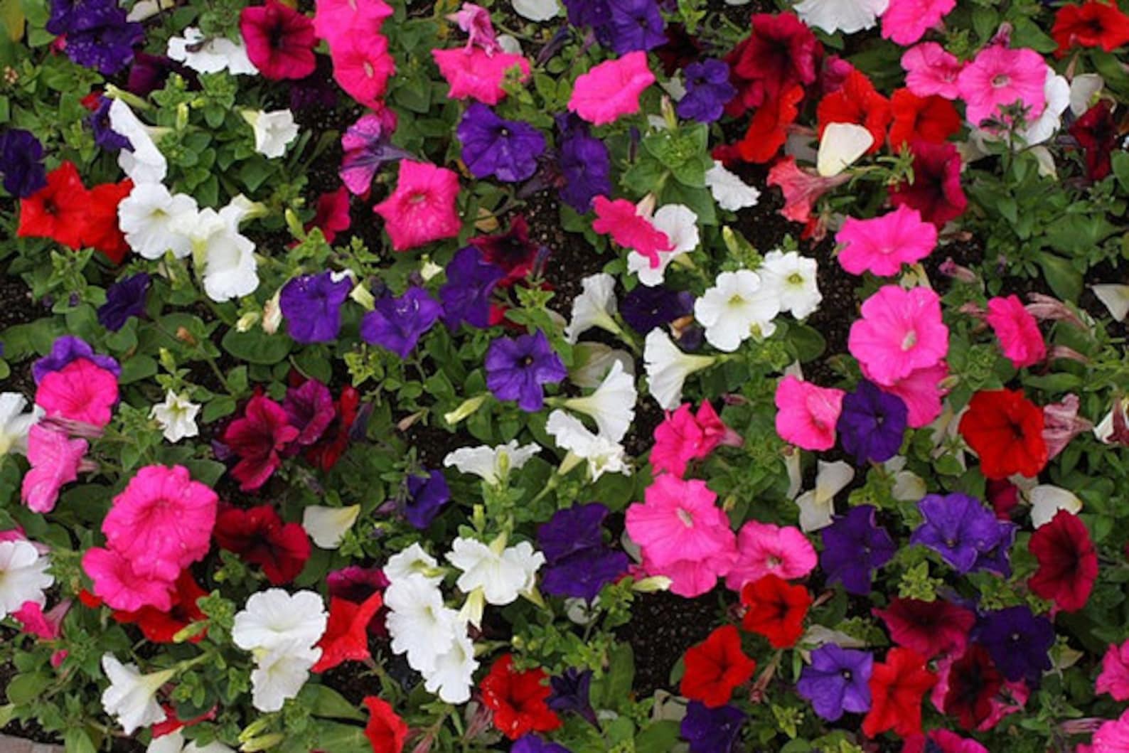 100 Seeds-petunia Hybrid Mixed Color Flower Seeds-pv050-petunia X ...