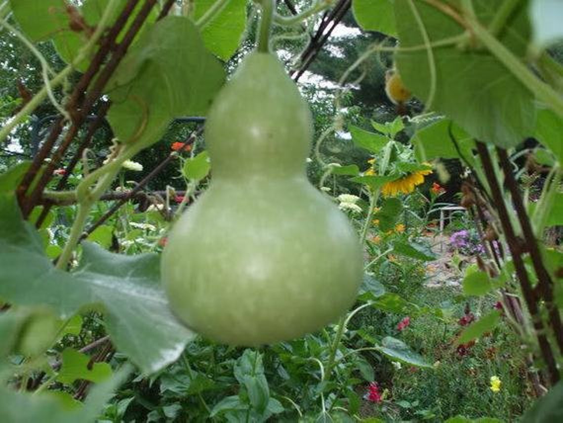 10 Seeds- Ornamental Birdhouse Gourd Seeds-calabash Gourd-trumpet Gourd ...