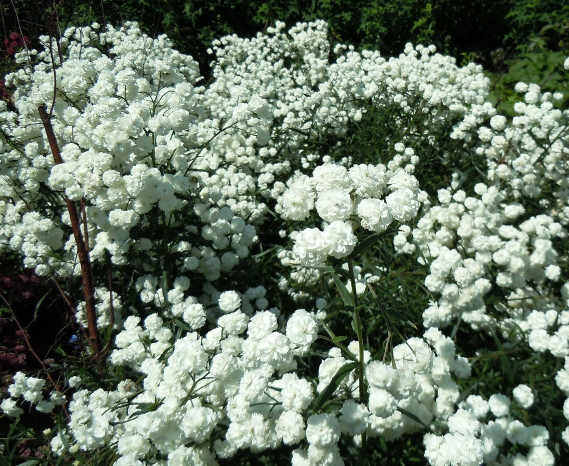 100 Seeds- Pearl Yarrow Flower Seeds-perry's White-pv135-achillea ...