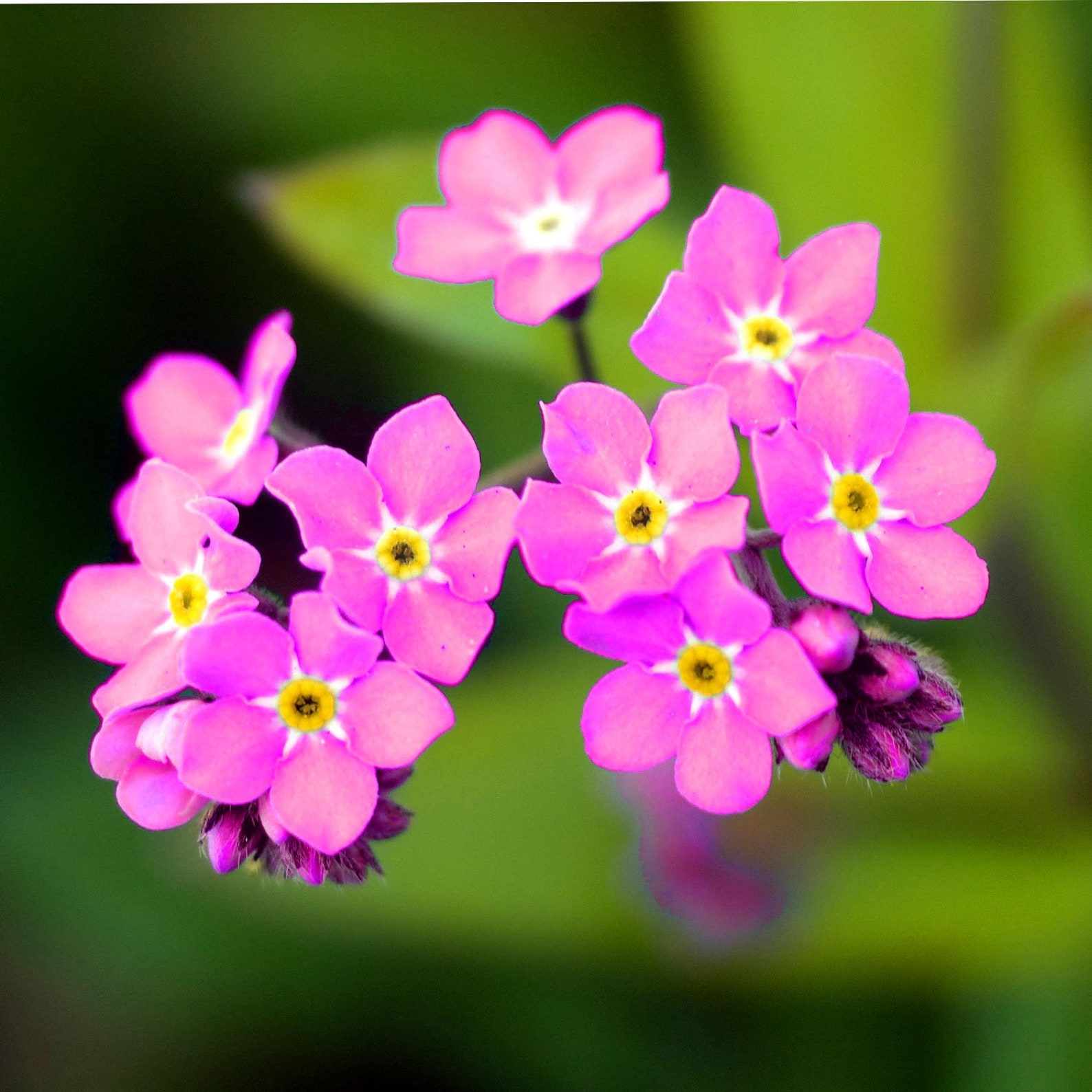50 Seeds Alpine Forget me not Pink Flower Seeds Myosotis | Etsy