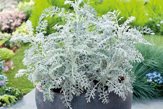 Dusty Miller Plant Flowers