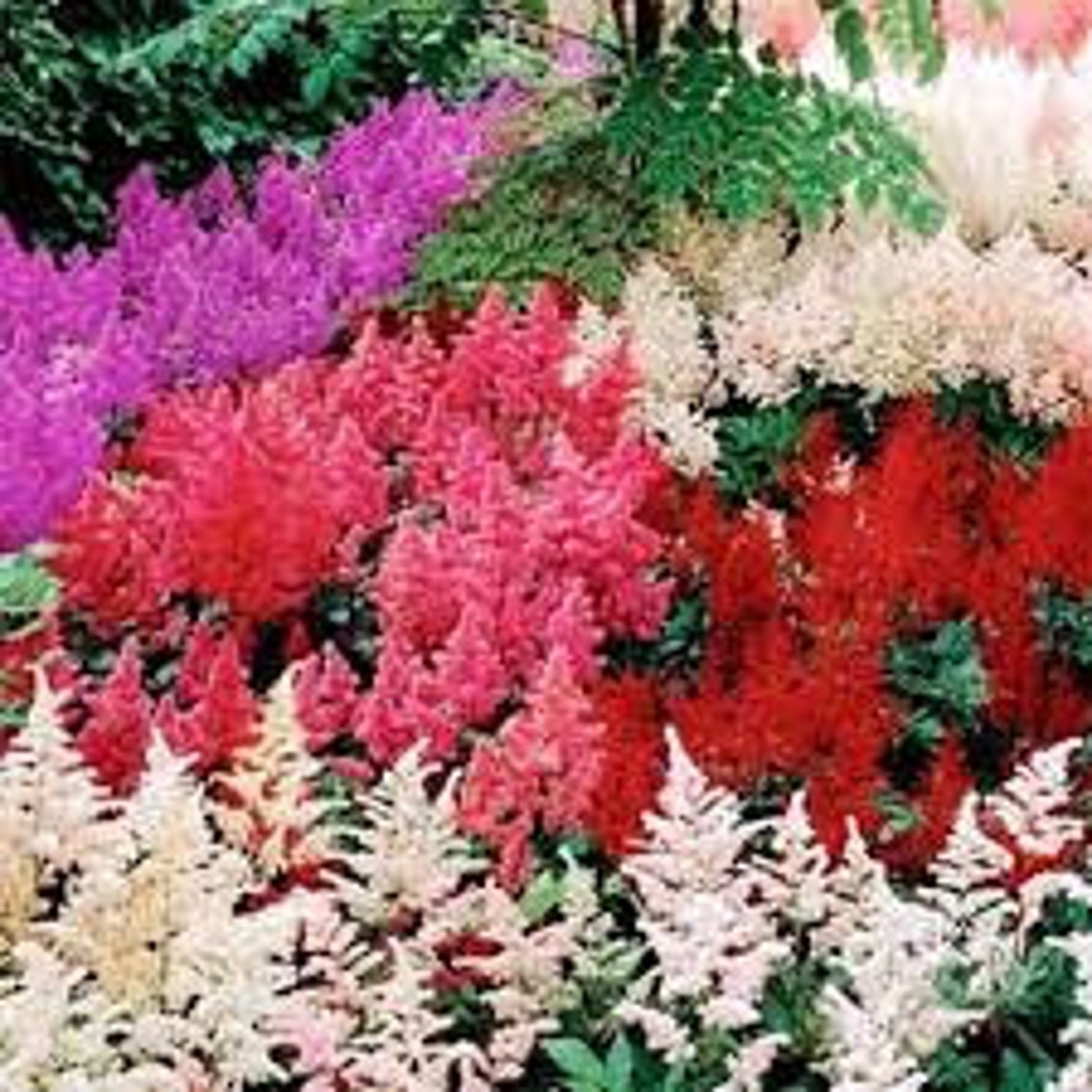 50 Seeds-astilbe Arendsii Flower Seeds-astilbe Arendsii | Etsy