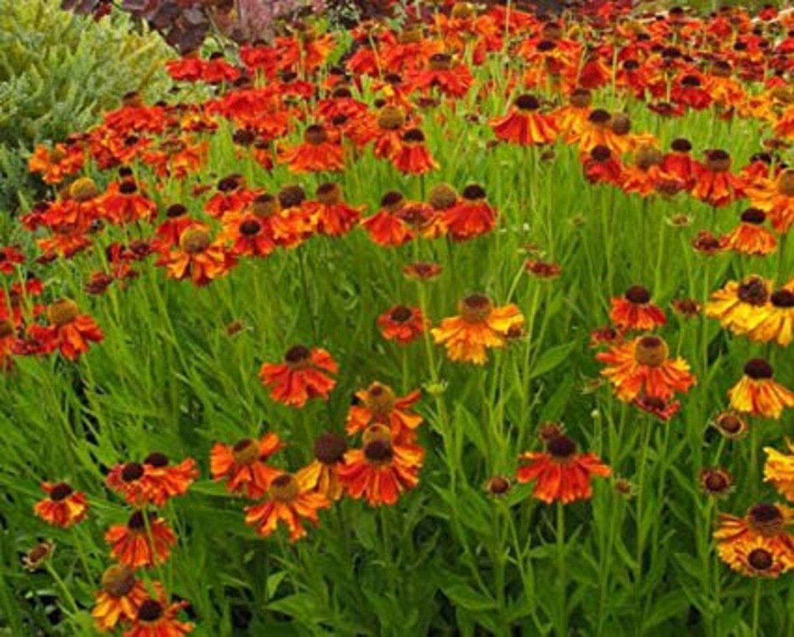 50 Seeds-sneezeweed Autumnale Flower Seeds-dogtooth Daisy-helenium ...